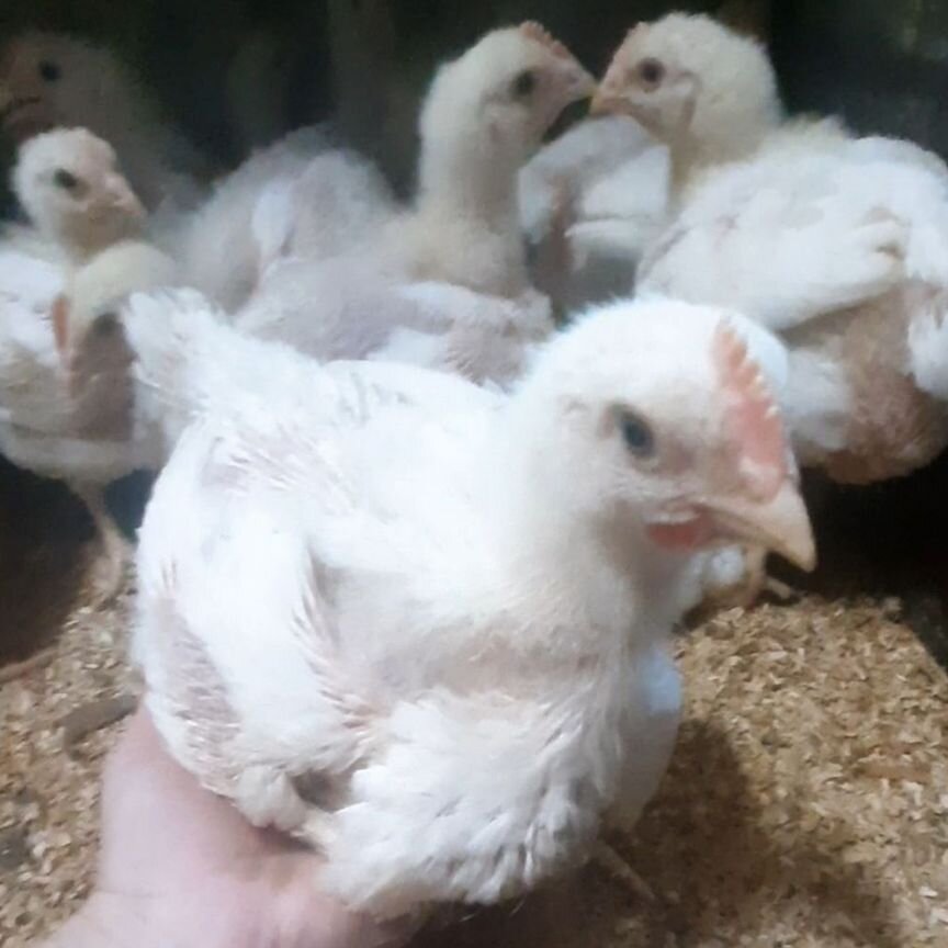Цыплята бройлеры подрощенные