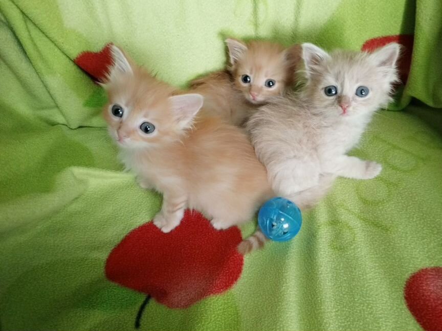 Кошки в добрые руки