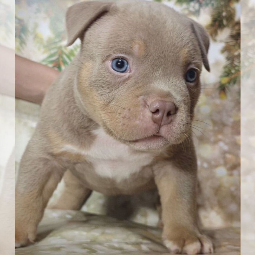 Американский булли, щенок