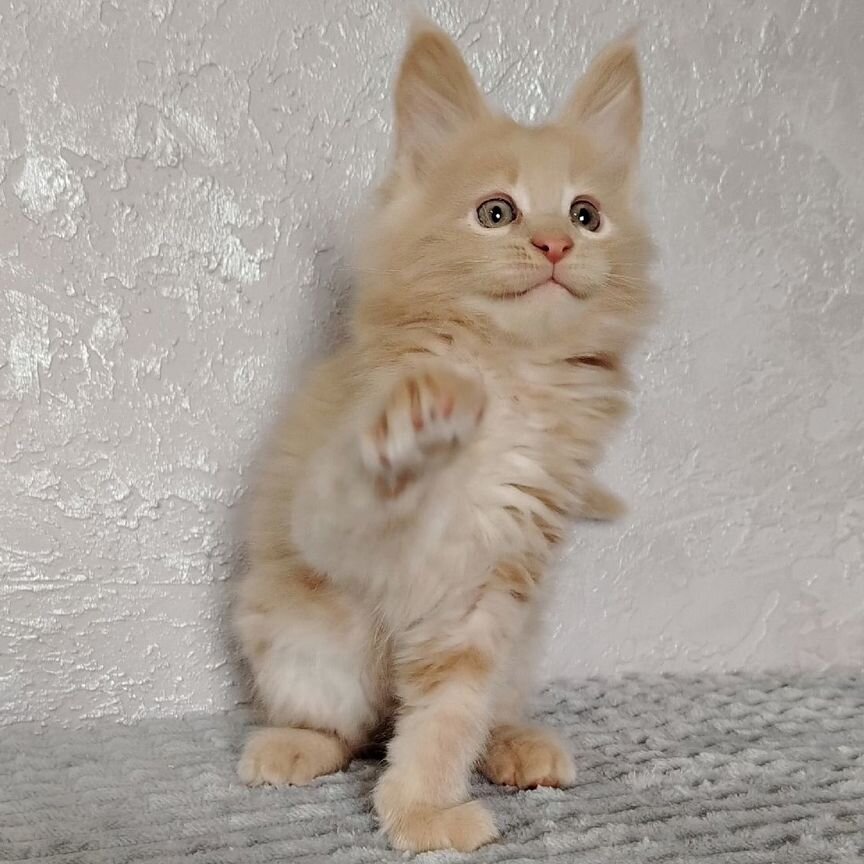 Мейн-кун котёнок