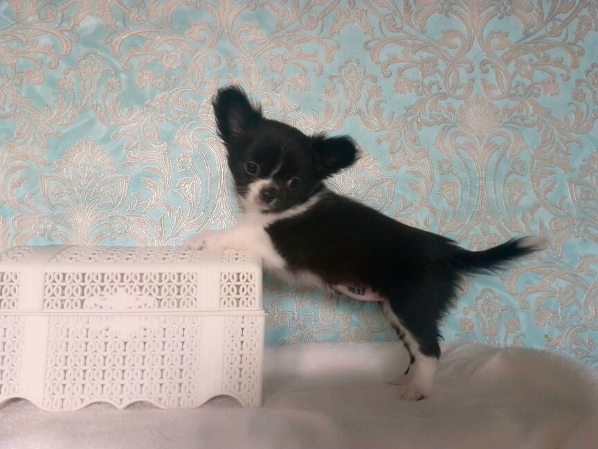 Щенок чихуахуа