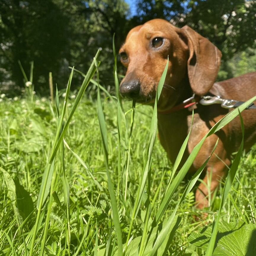 Собака в добрые руки