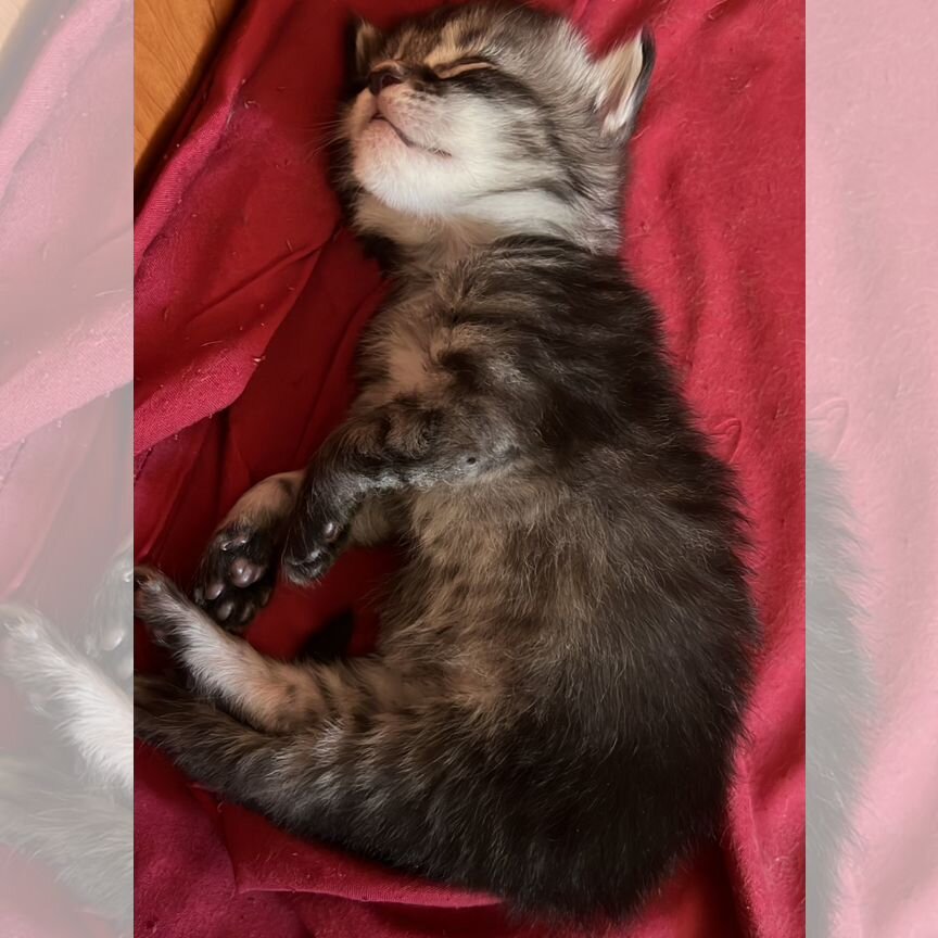 Котята мейн-кун