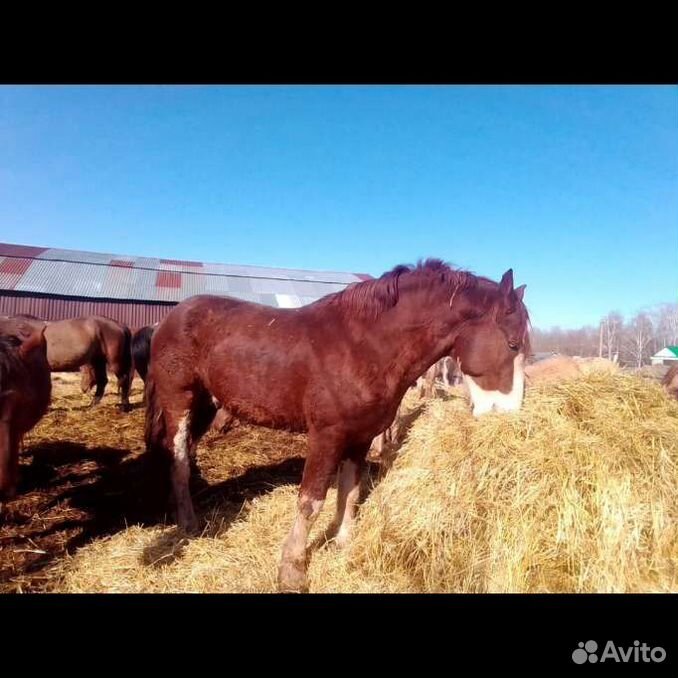 Лошади тяжеловозы русский