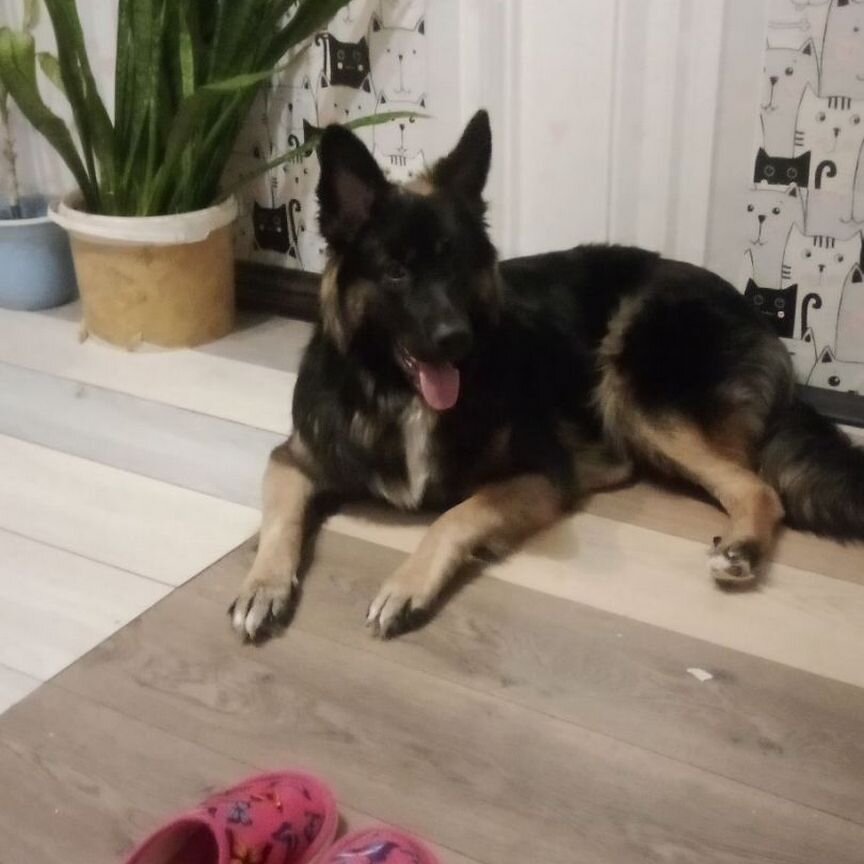 Немецкая овчарка