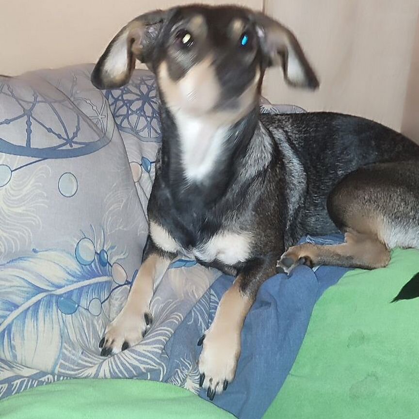 Той-терьер помесь с таксой