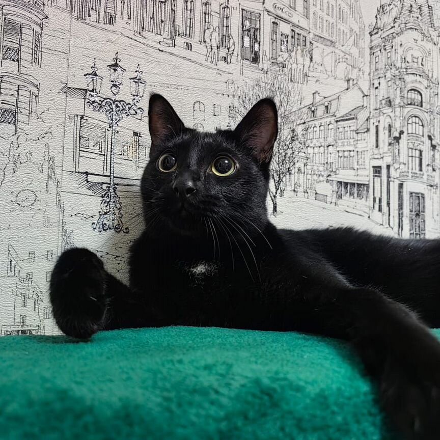 Кошечка в семью