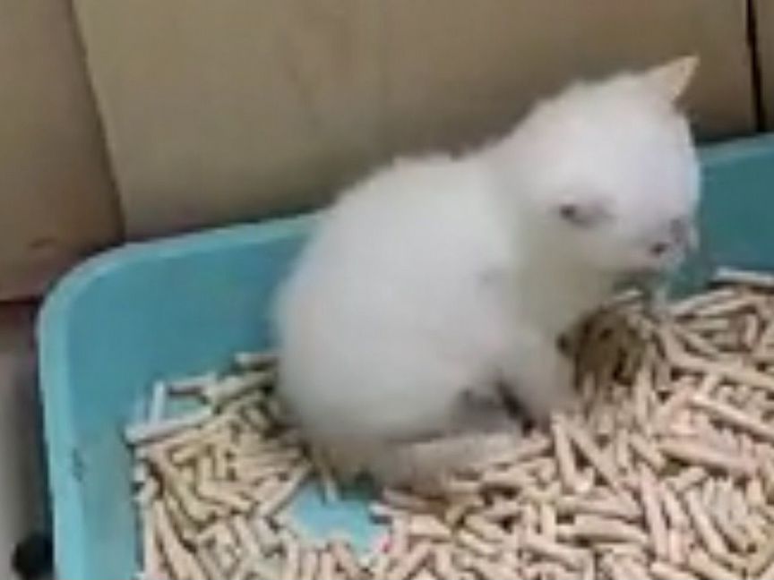 Котенок с доплатой