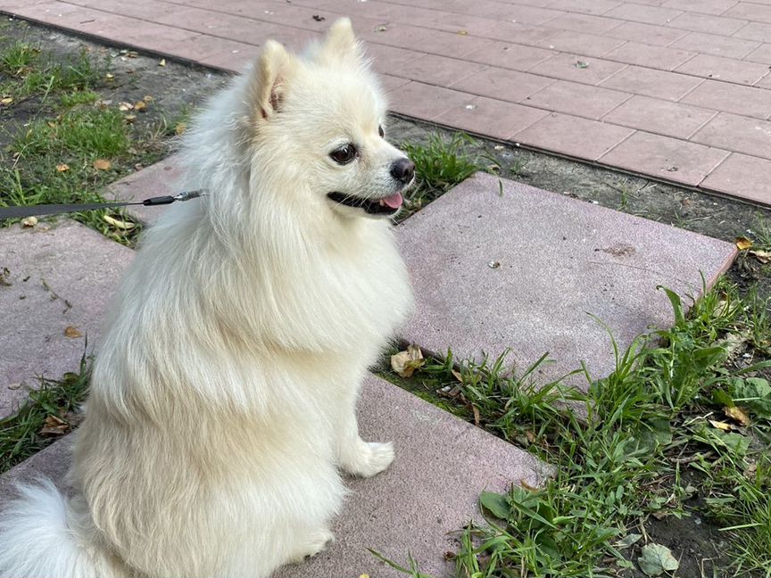 Белый померанский шпиц