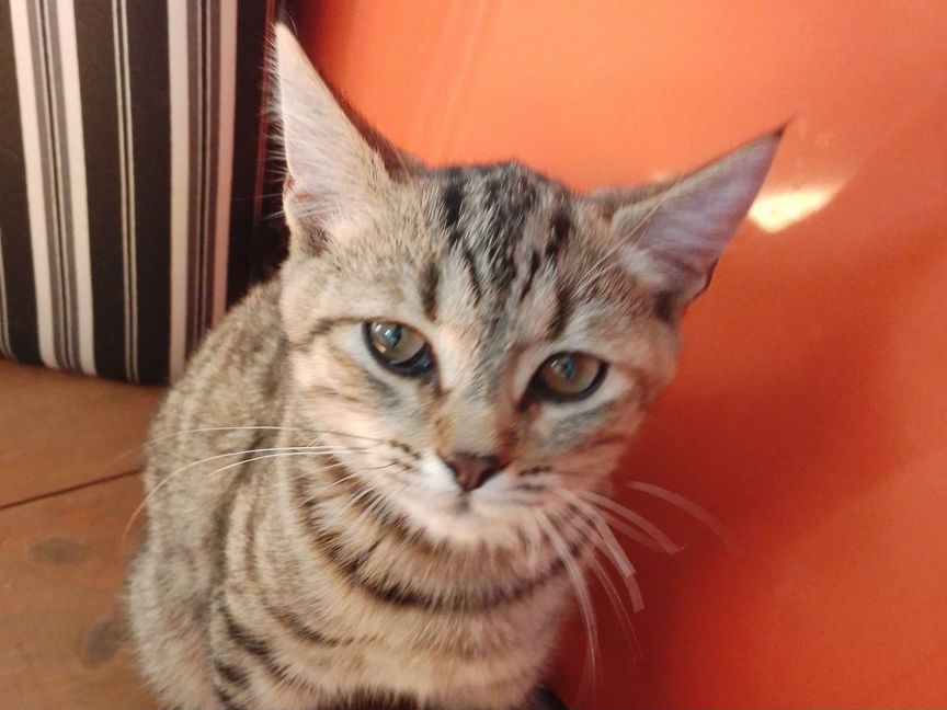 Котёнок Девочка