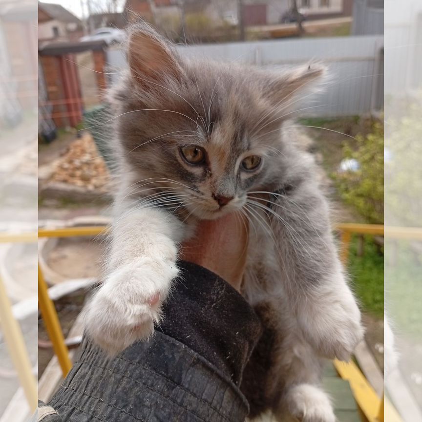 Котёнок в добрые руки