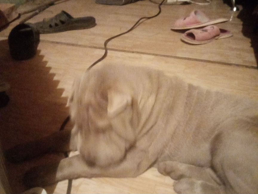 Шенка шарпея 2.5месяца