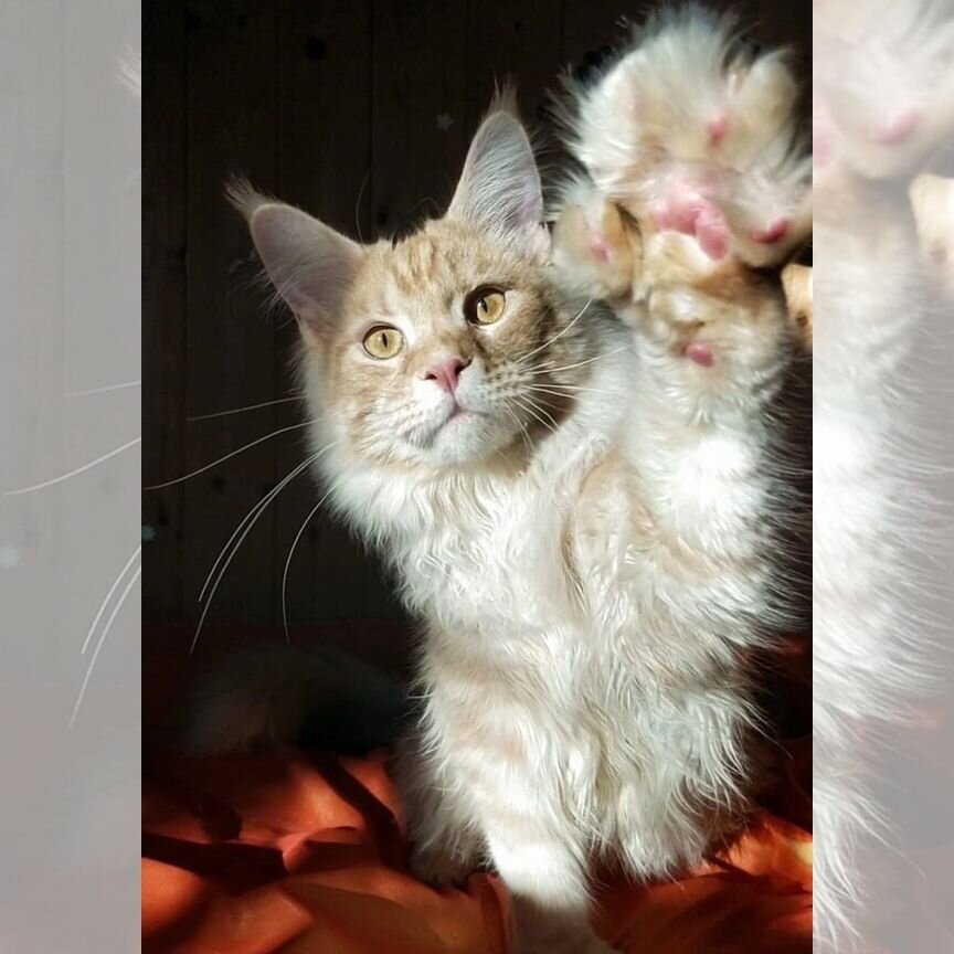 Мейн-кун котёнок