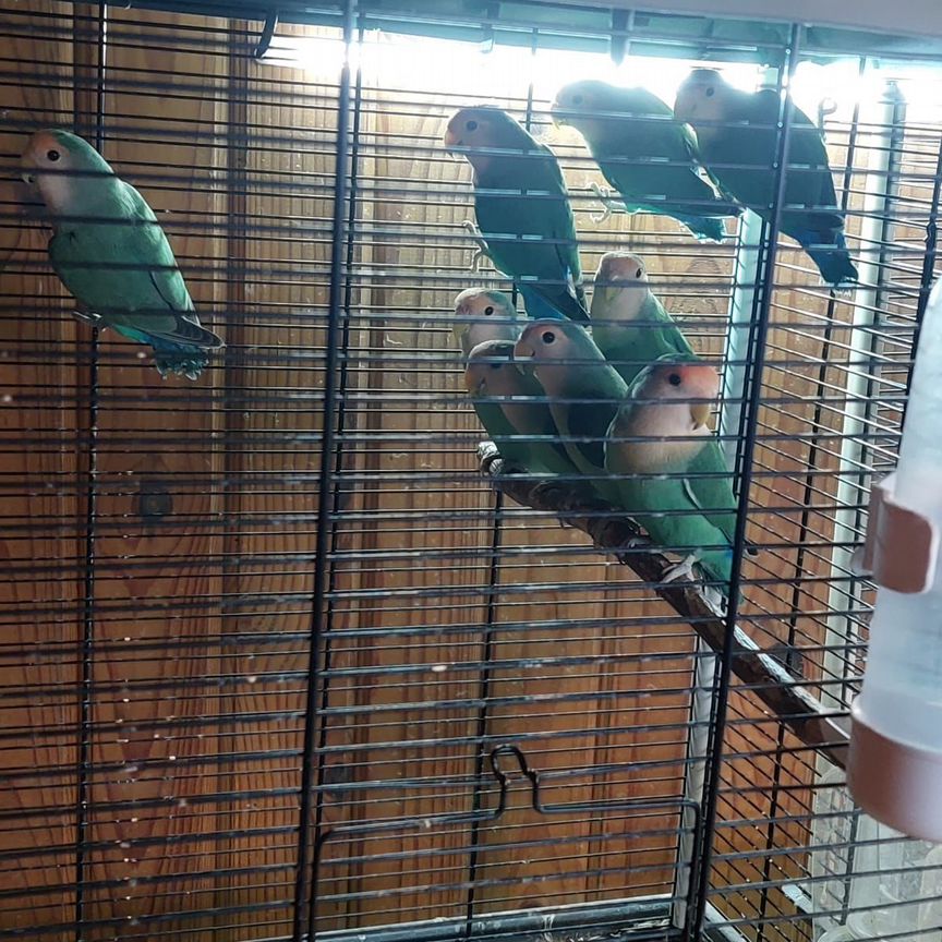 Неразлучники