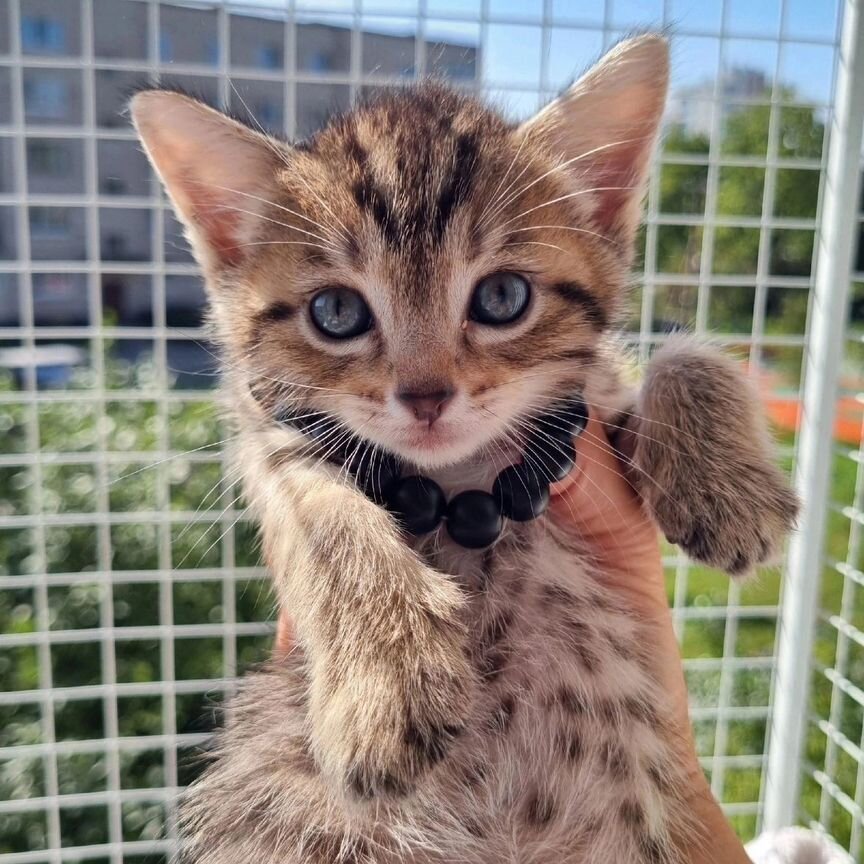 Котенок Тиграша 2.5 мес