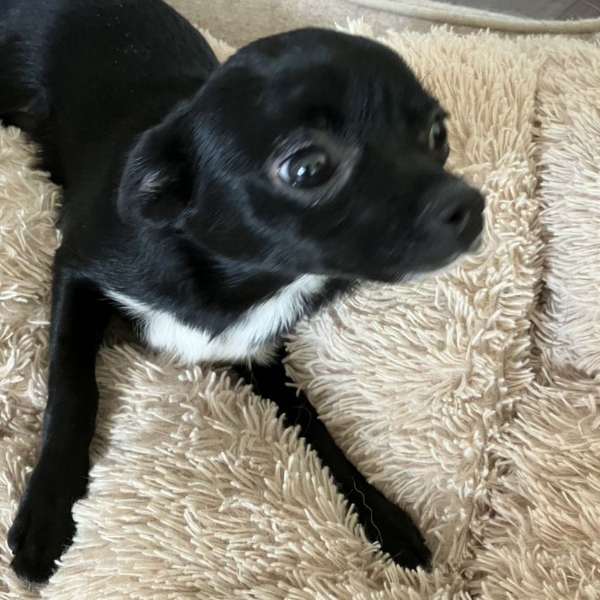 Чихуахуа, щенок