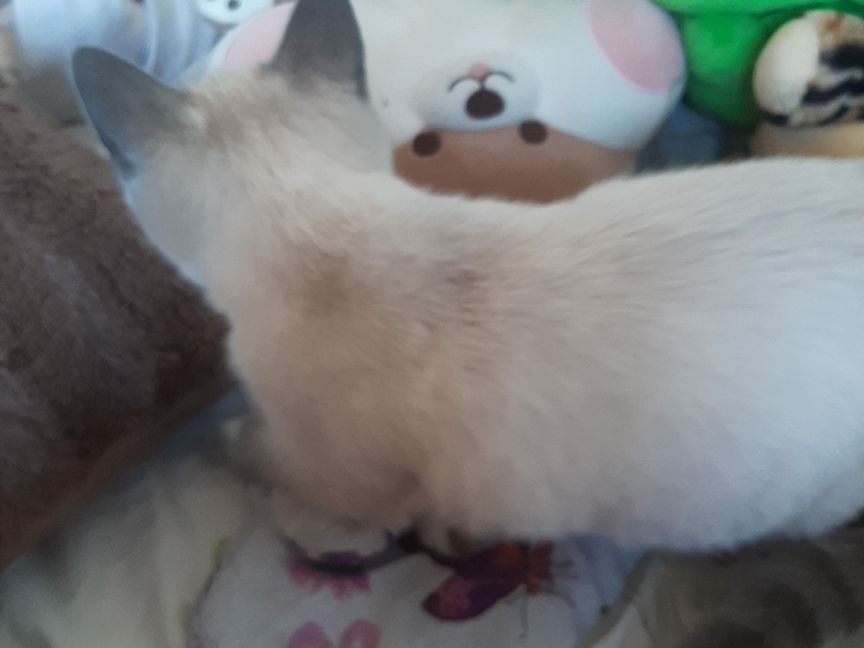 Нашёл котёнка отдаю хорошие руки