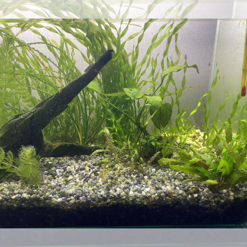 Аквариумные растения и улитки