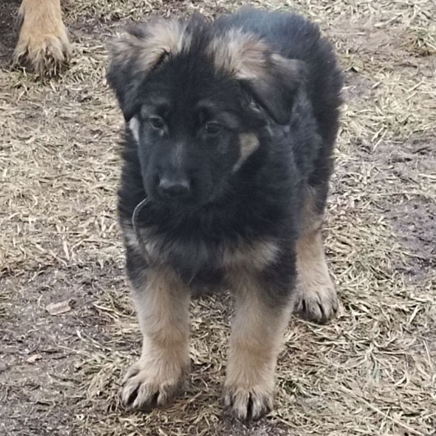 Щенок от частного владельца