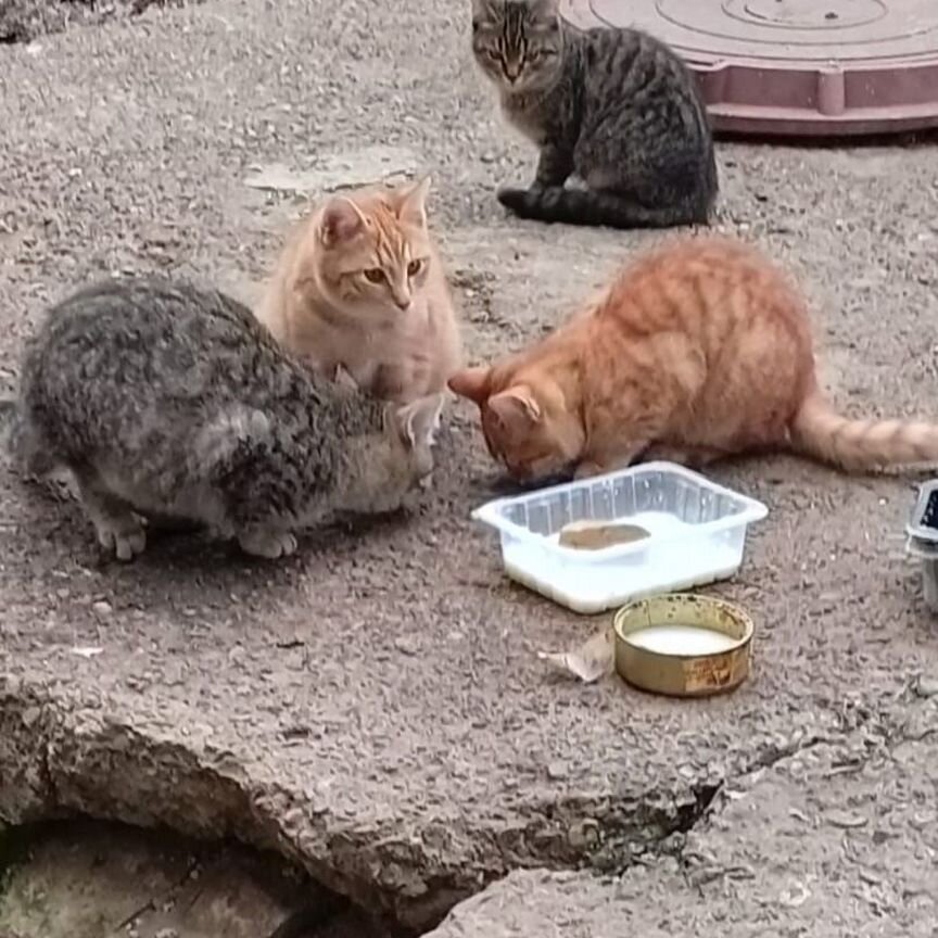 Котята-подростки в добрые руки