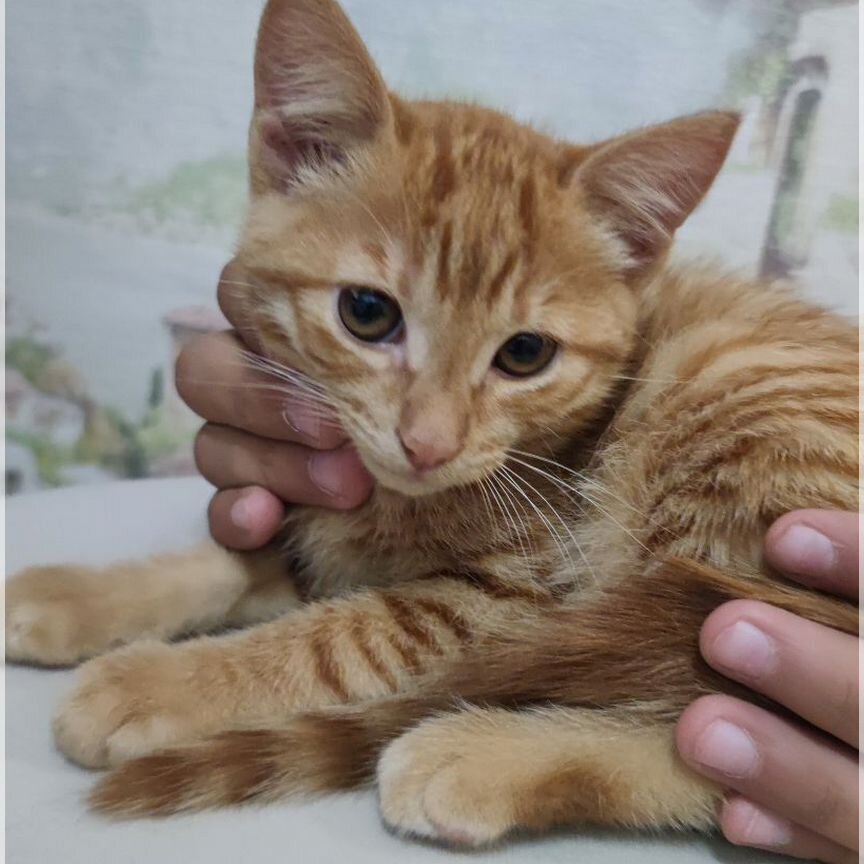 Рыжий котенок