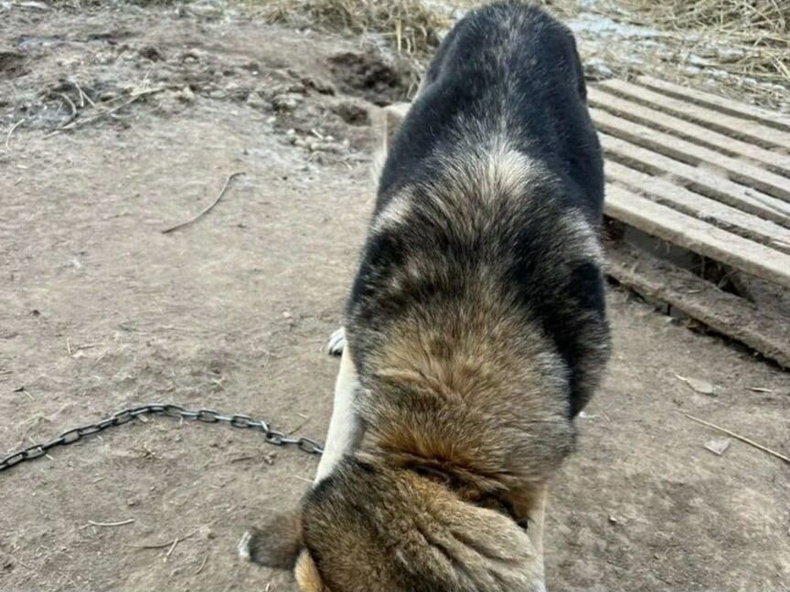 Собака в добрые руки