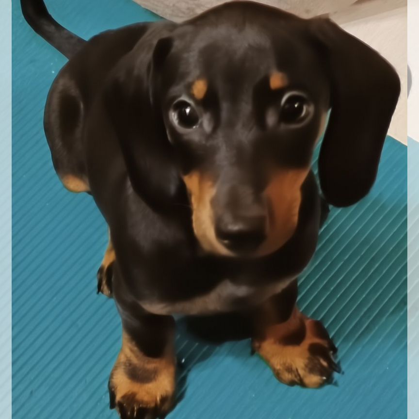 Кроличья такса, щенок