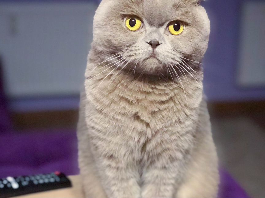 Шотландский вислоухий кот в любящую семью