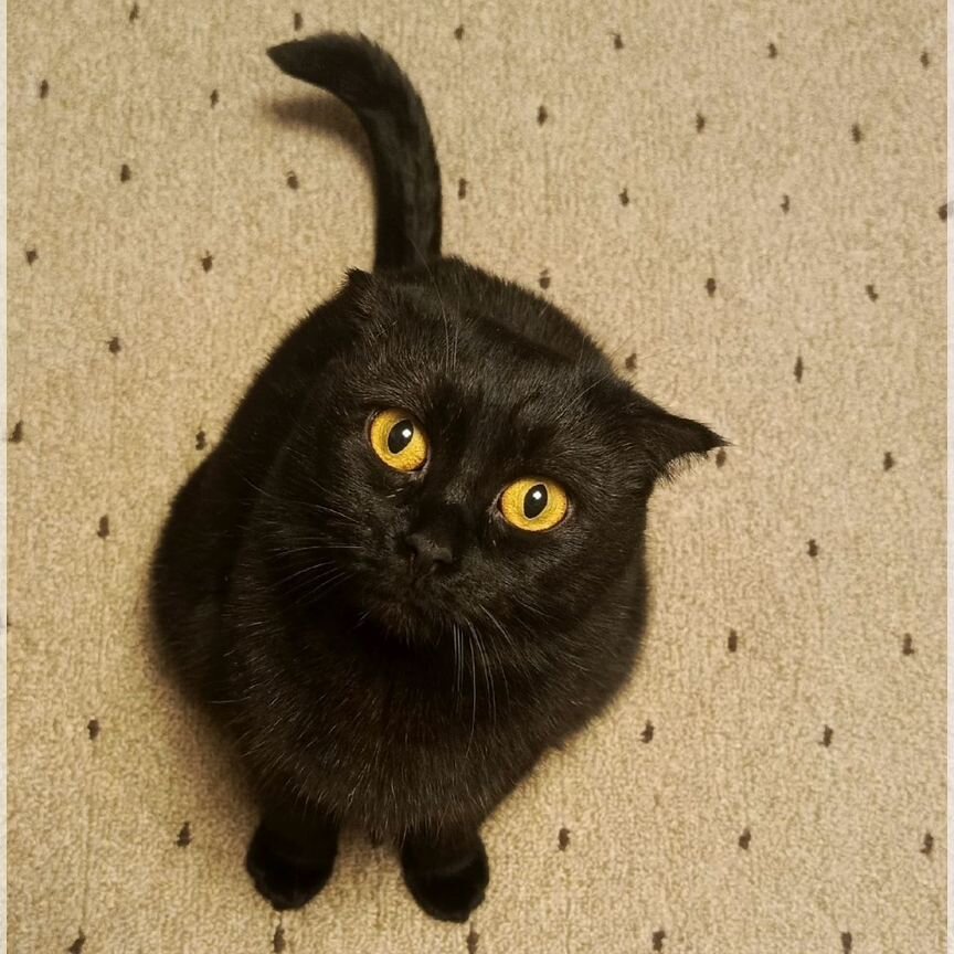 Шотландская вислоухая короткошёрстная кошка, взрослая