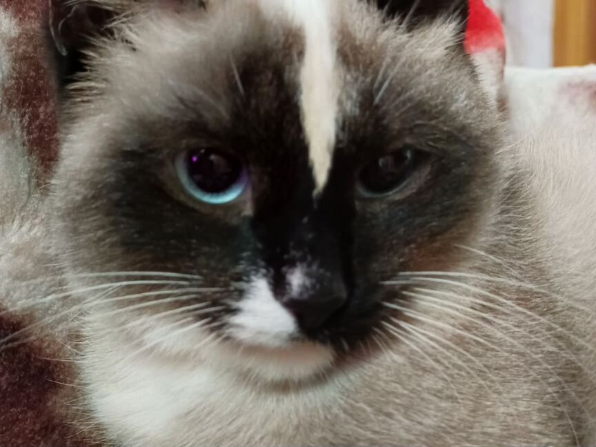 Тайская кошка