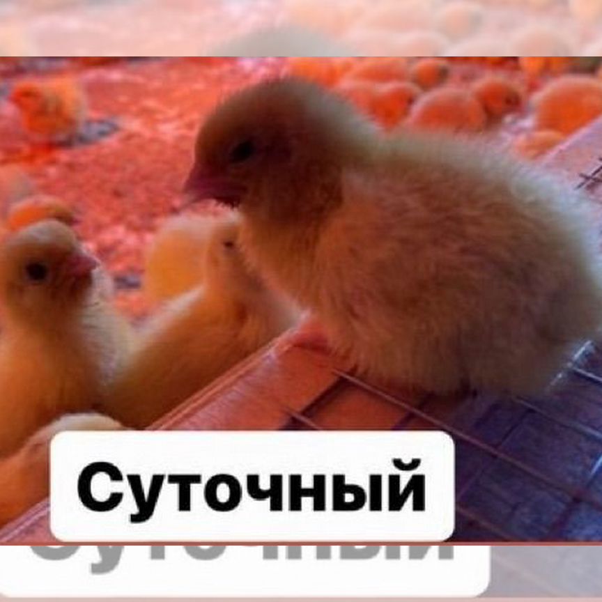 Перепела — от суточных до несушек