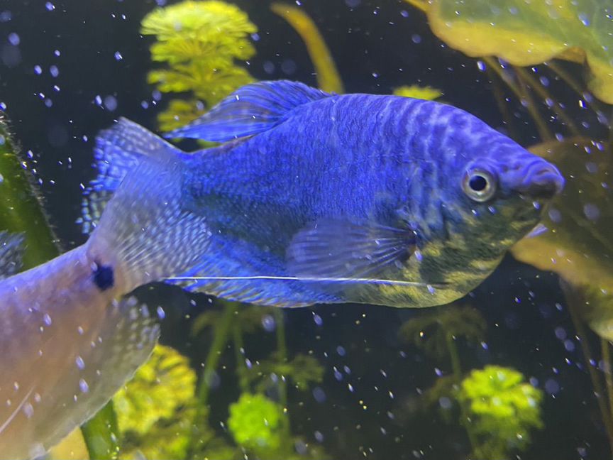 Гурами мраморный самец производитель