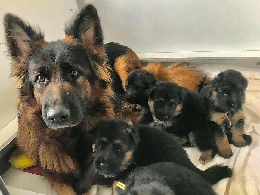 Отличные щенки - немецких овчарок густошерстных ми