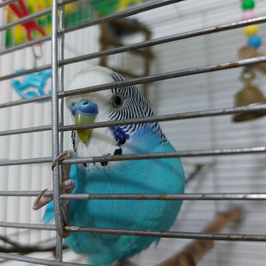 Волнистый попугай с клеткой
