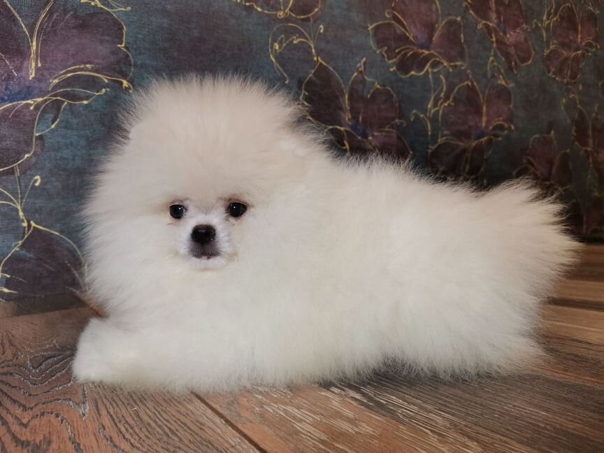 Померанский шпиц мини