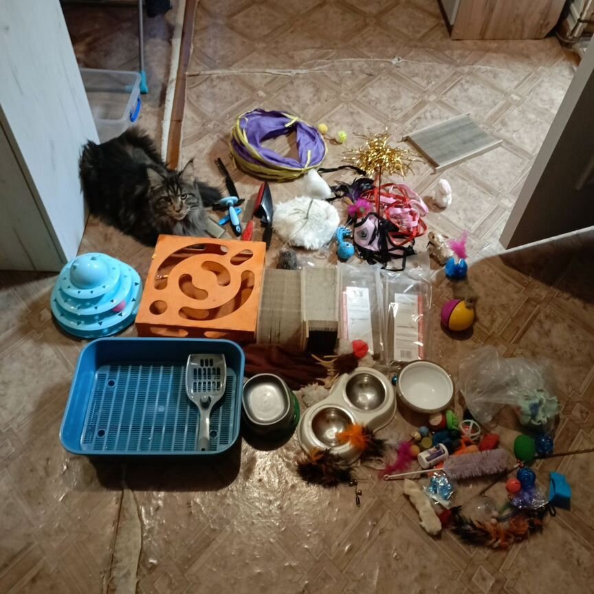 Инвентарь для кошек