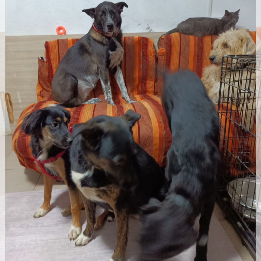 Взрослая собака в добрые руки