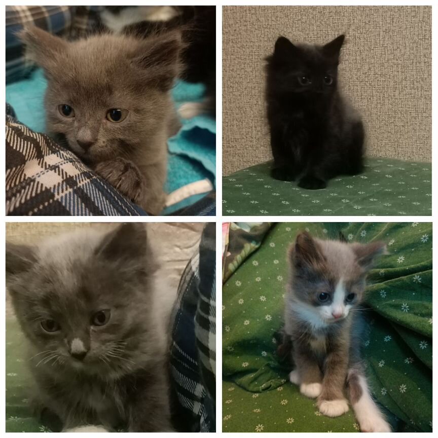 Котята в добрые руки