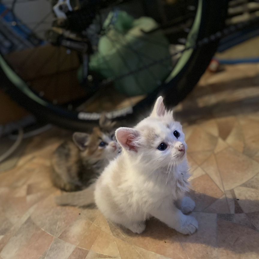 Котята в добрые руки 1 месяц