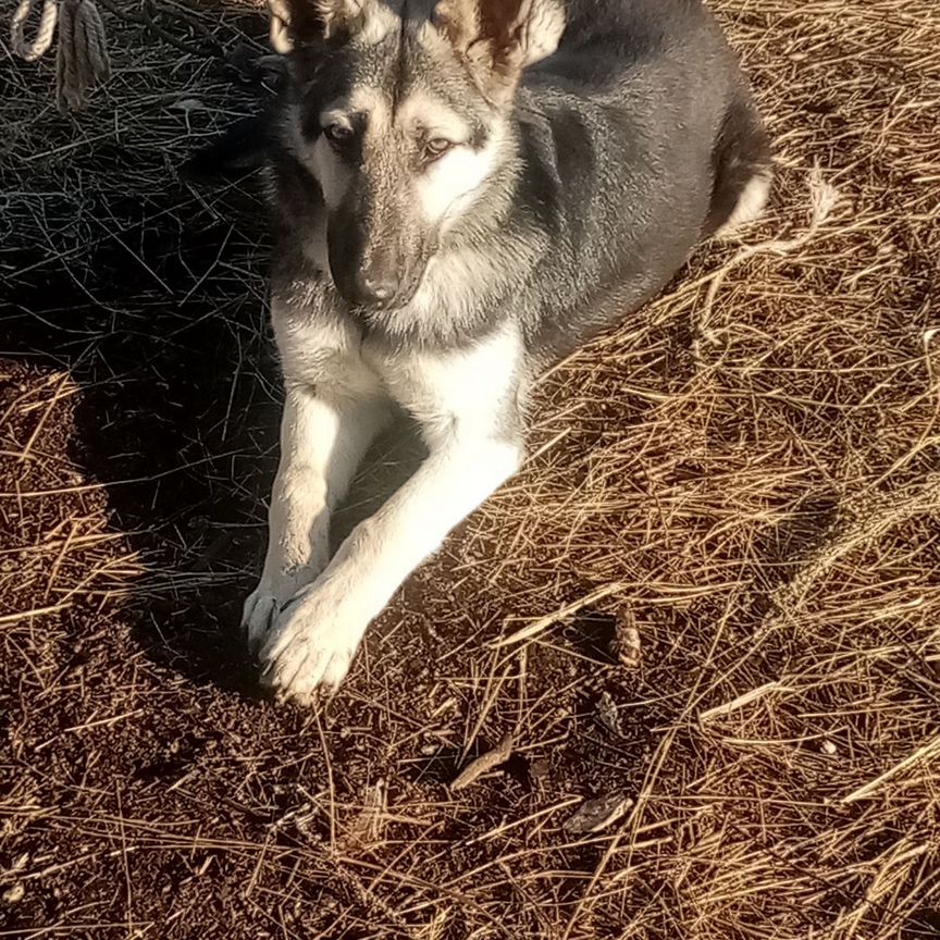 Восточно европейская овчарка
