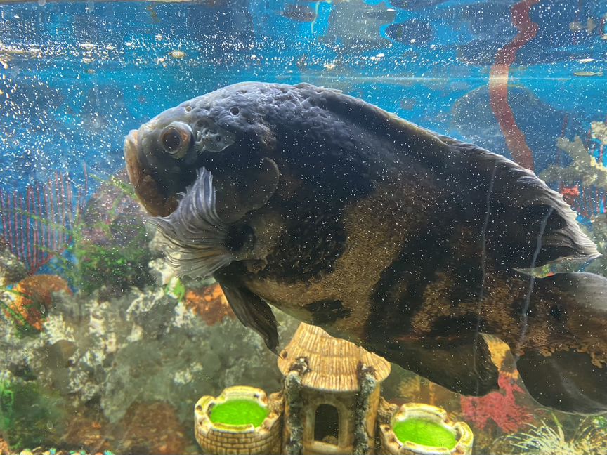 Рыба астронотус