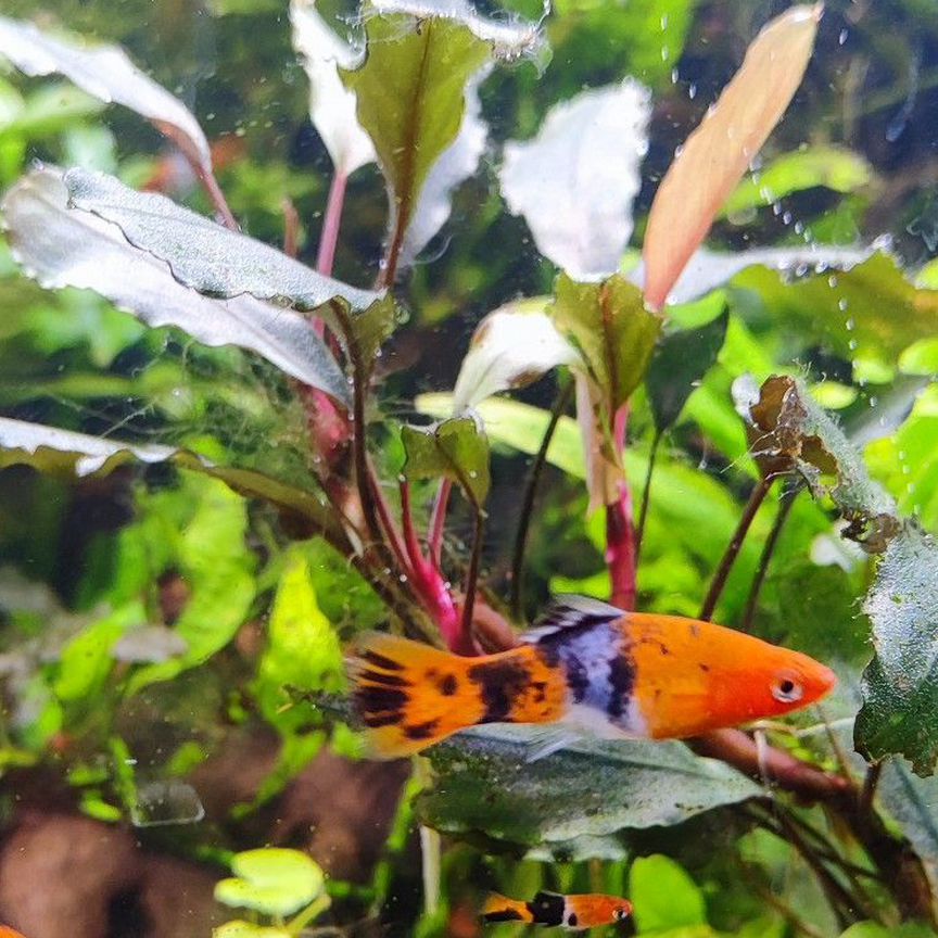 Аквариумные рыбки. Меченосцы