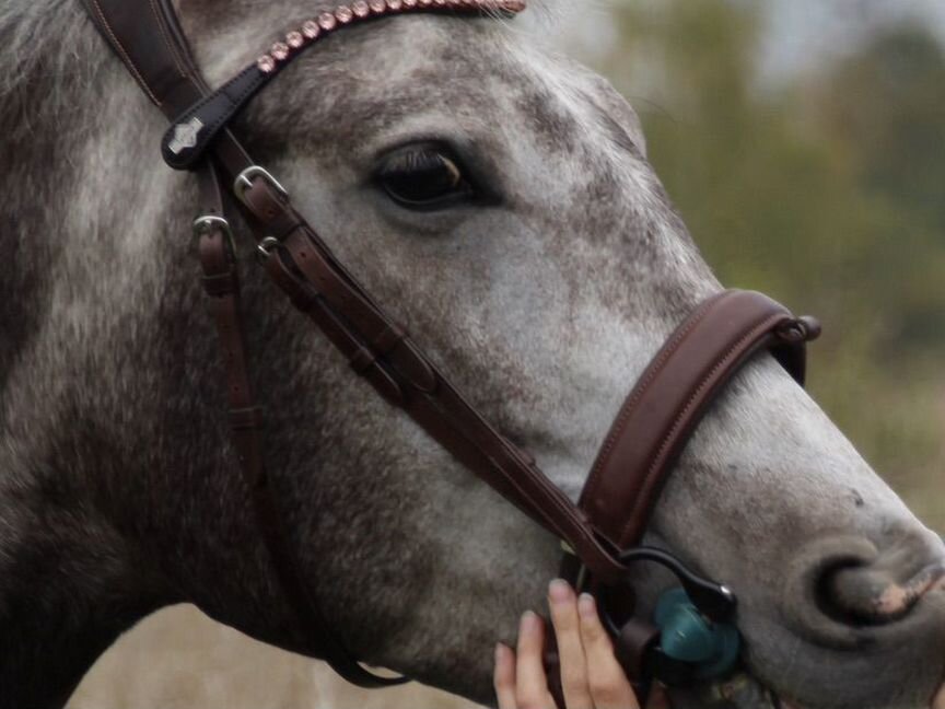 Уздечка Akavallo