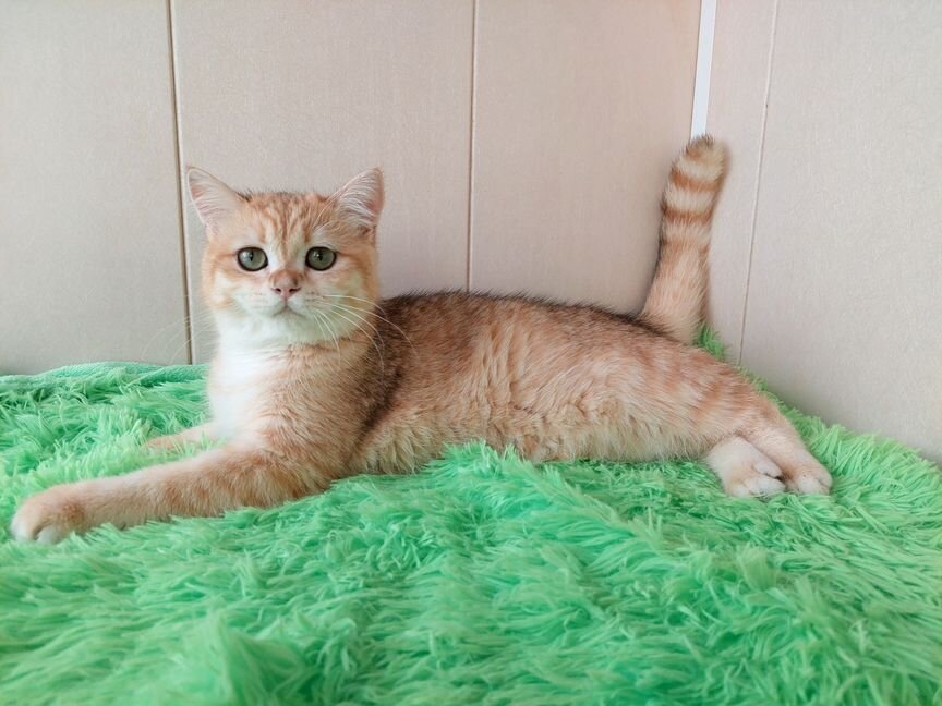 Золотой Петруша