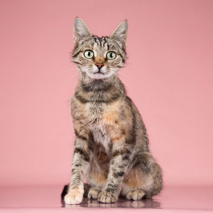 Европа ищет дом