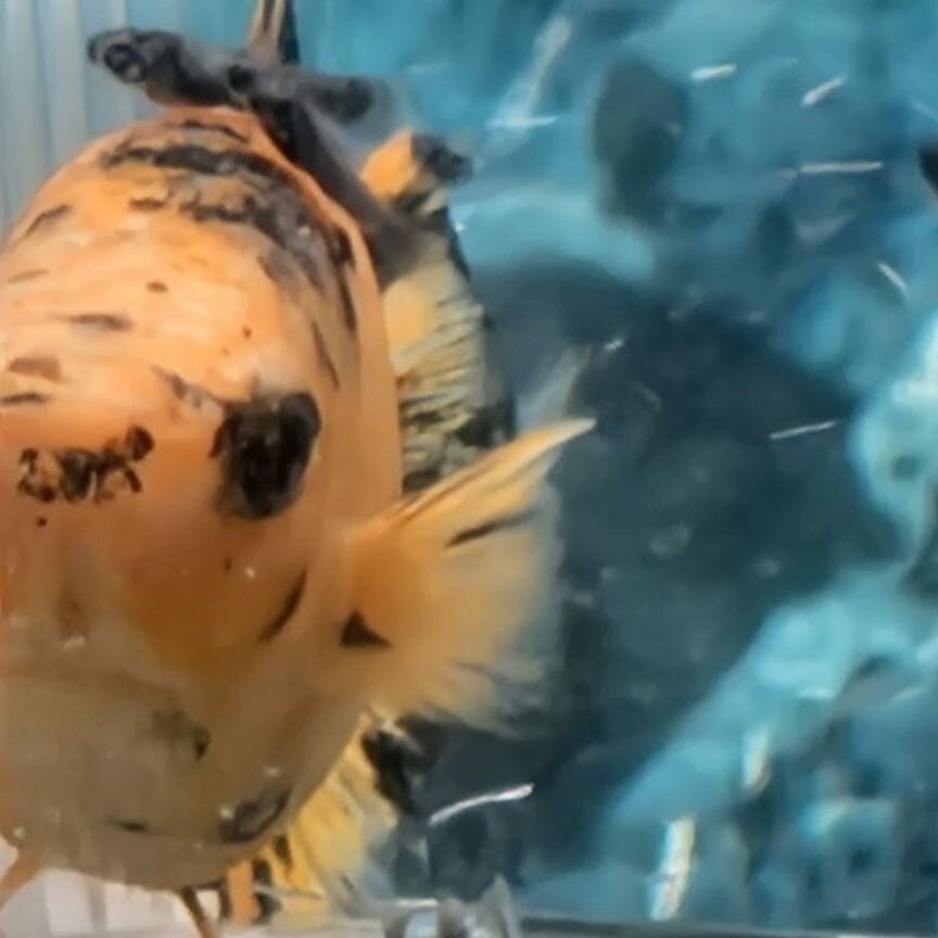 Аквариумные рыбки