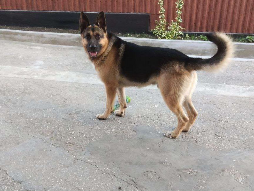 Ищем сучку для вязки