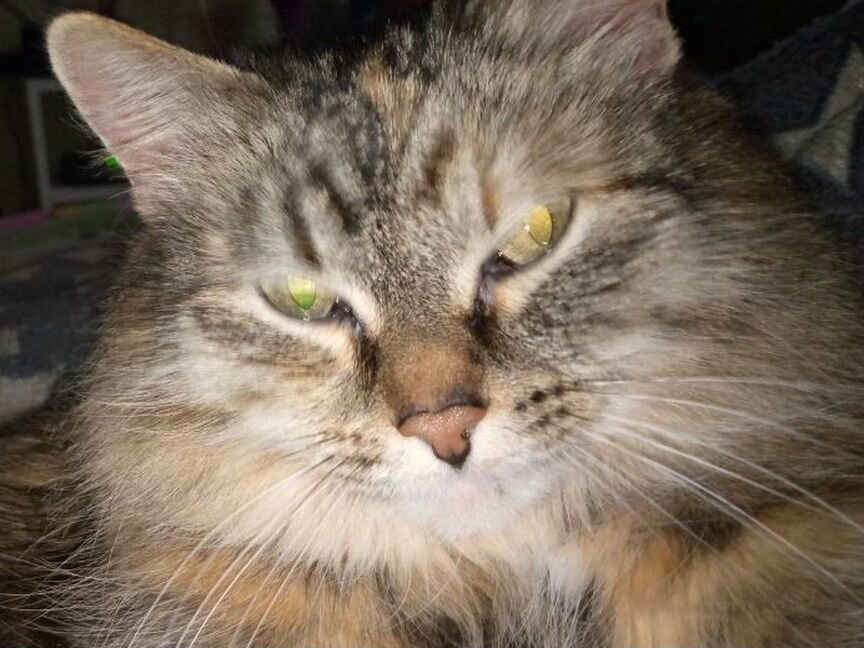 Кошечка сибирская нужен кот