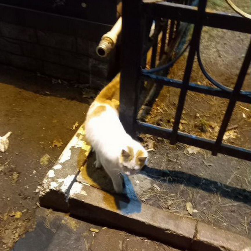 Котик ищет дом