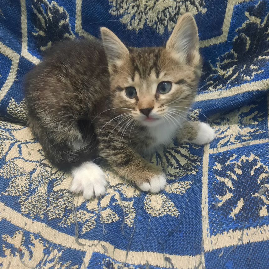 Котята 1 месяц в добрые руки